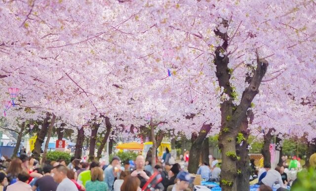 🗾春の風物詩ーーお花見🌸🍃 ｜ さくらJOB